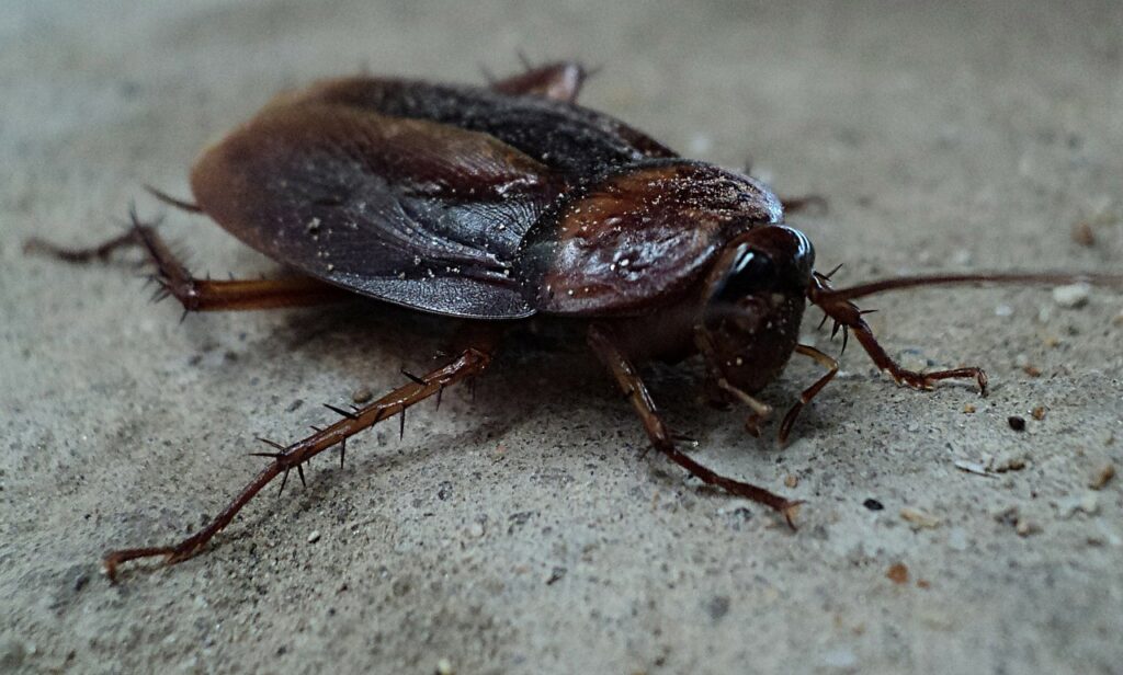 Noticed a Baby Roach? Quick Action Is Required NOW!